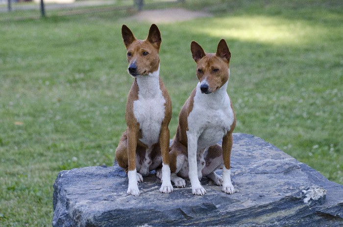 HaHBasenji